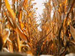 Roaming Man Tennessee Pot Distilled Whiskey – Sugarlands Distilling Company